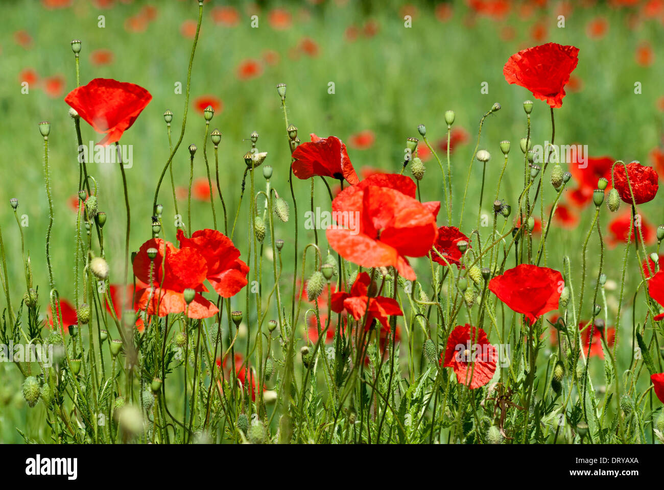 Coquelicots hi-res stock photography and images - Alamy