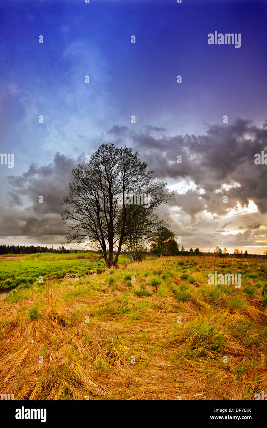 Tree in field Stock Photo - Alamy