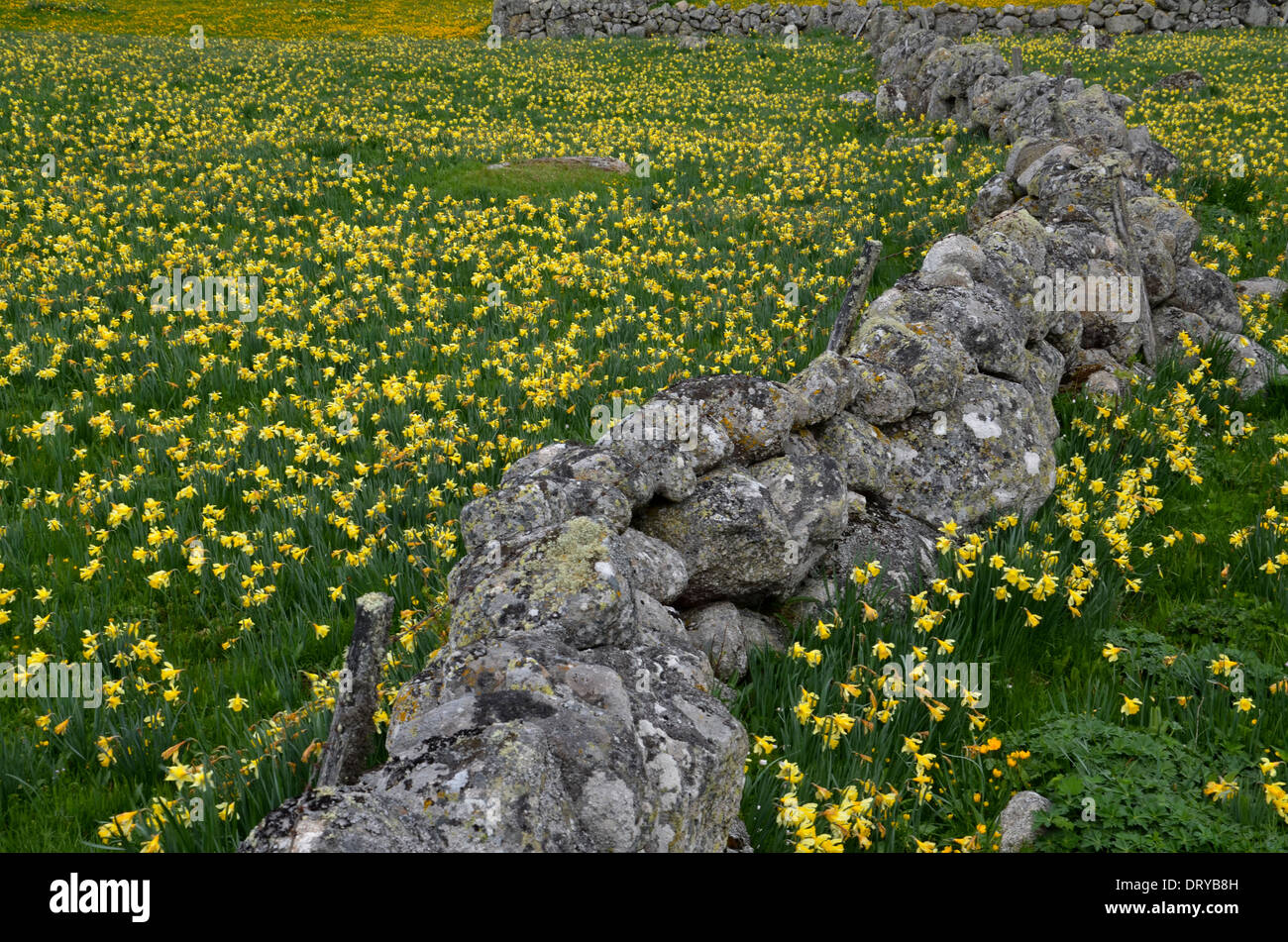 Multitude of flowers hi-res stock photography and images - Alamy