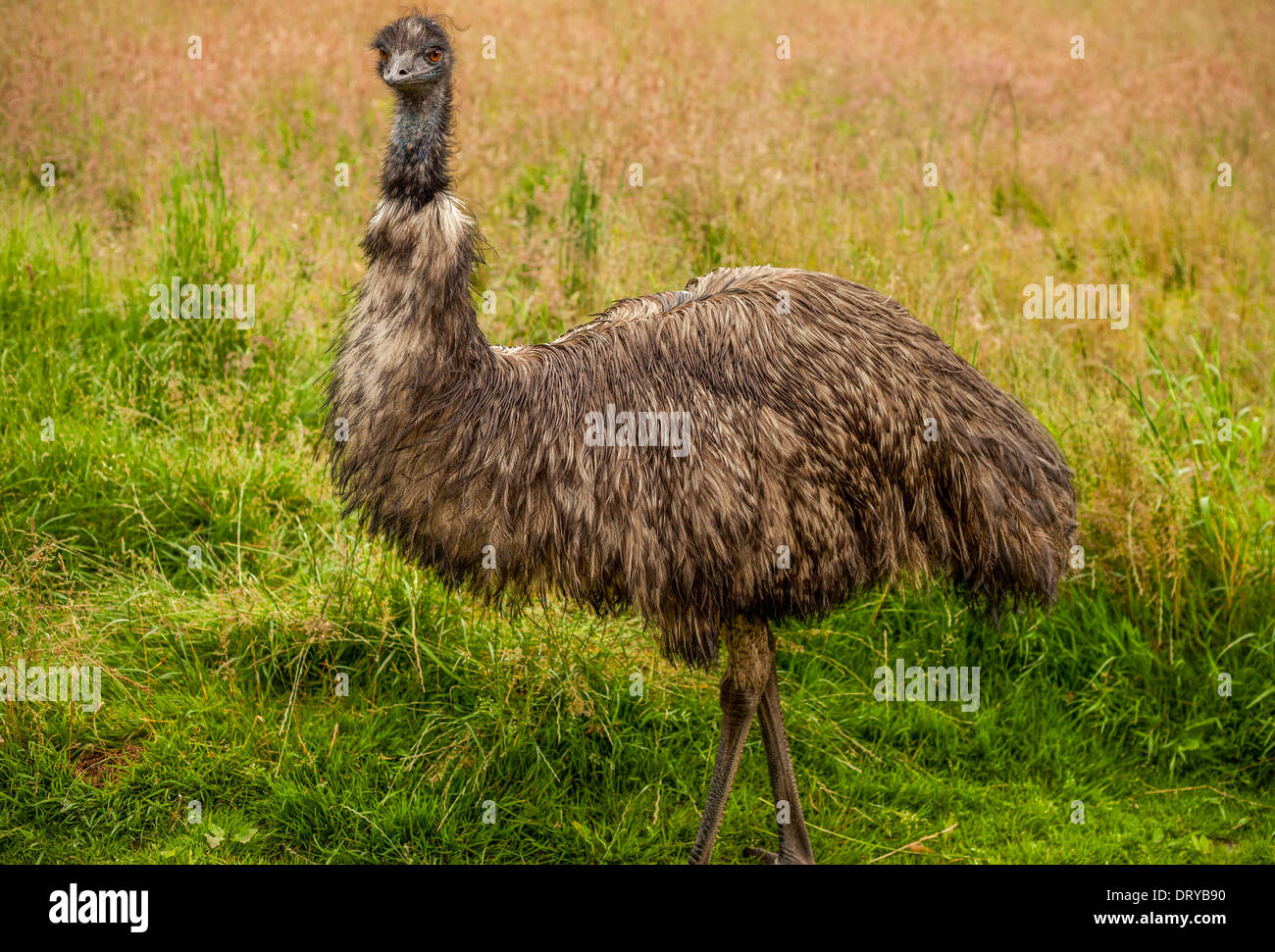 Side view emu in bird hi-res stock photography and images - Alamy