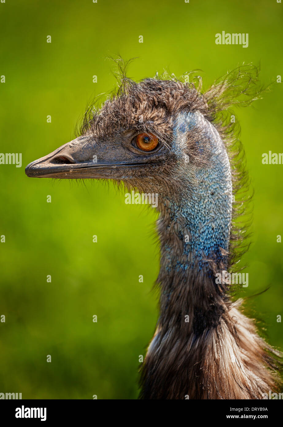 Side view emu in bird hi-res stock photography and images - Alamy