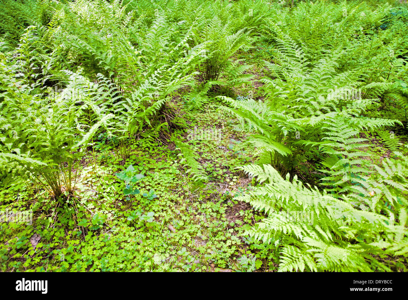 Nature patter hi-res stock photography and images - Alamy