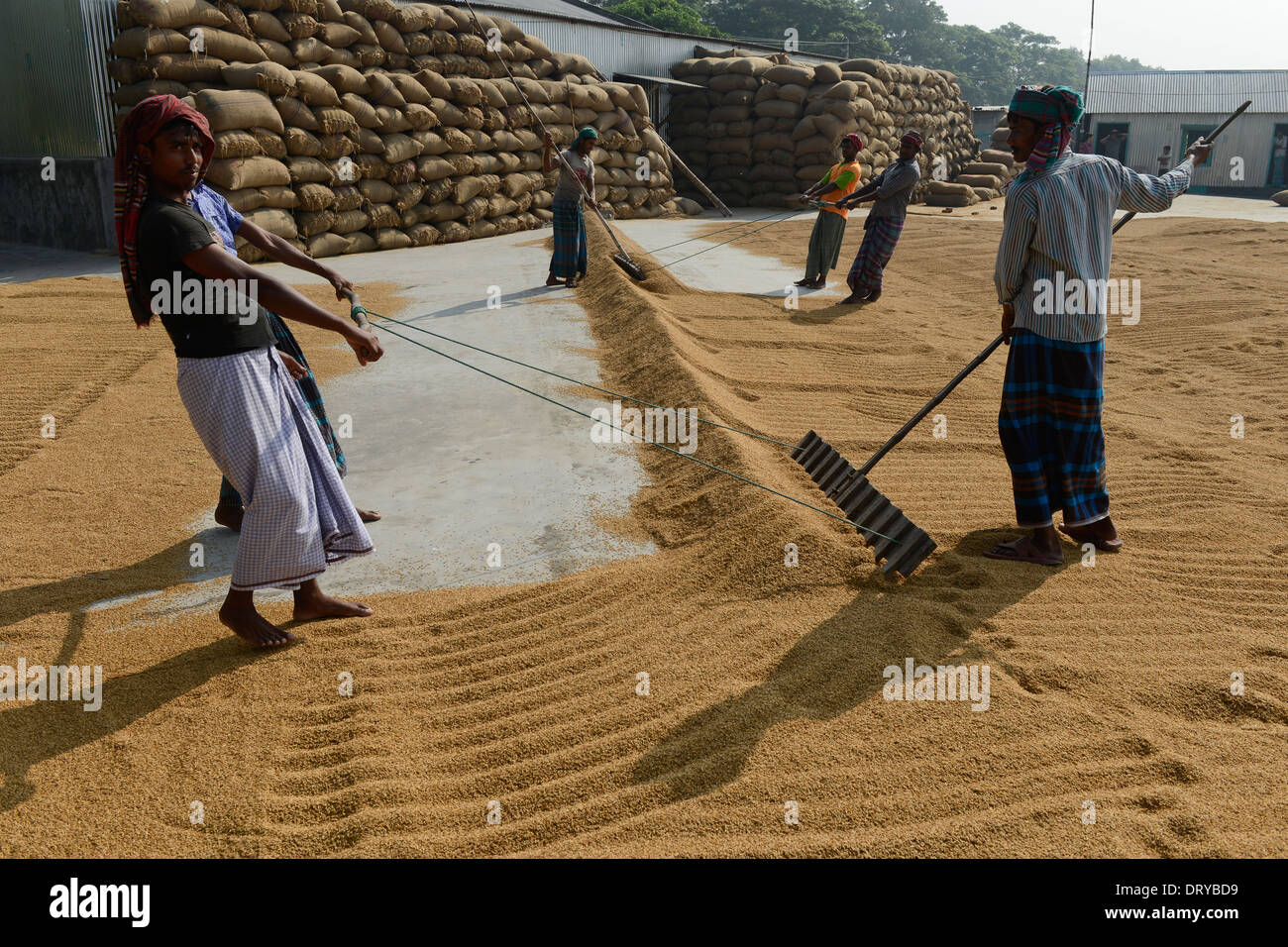 BANGLADESH Tangail, small rice mill near Kalihati, worker turn over ...
