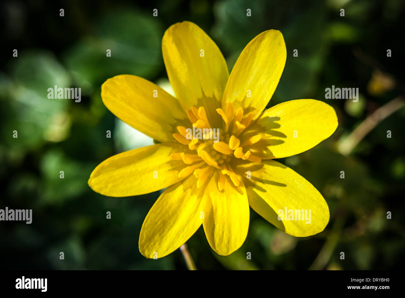 Buttercup Flower - Ranunculus Repens Stock Photo - Alamy