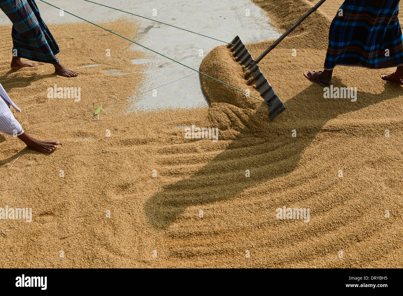 Bangladesh tangail small rice mill hi-res stock photography and images ...