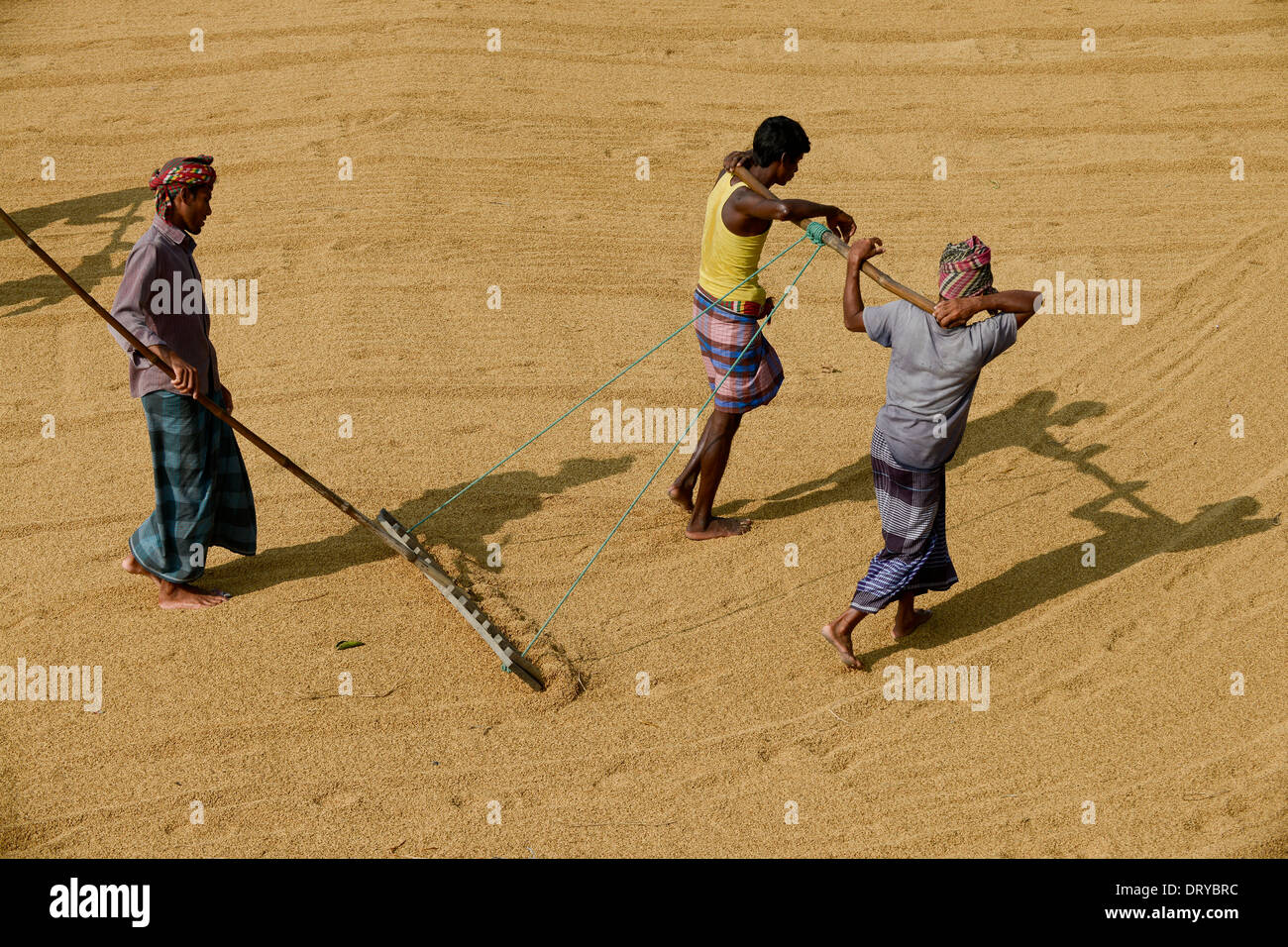 Turning grains with a rake hi-res stock photography and images - Alamy