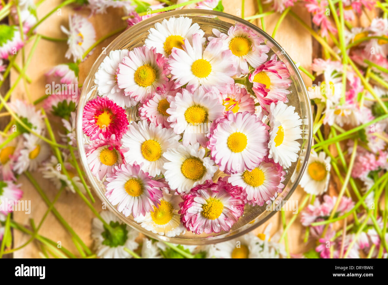 Fresh cut daisies hi-res stock photography and images - Alamy