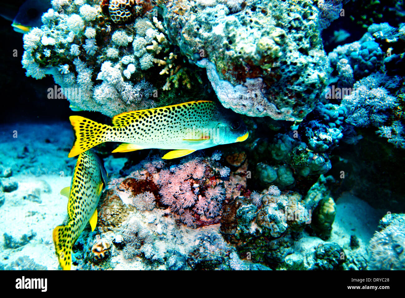 Group of coral fish in water Stock Photo - Alamy