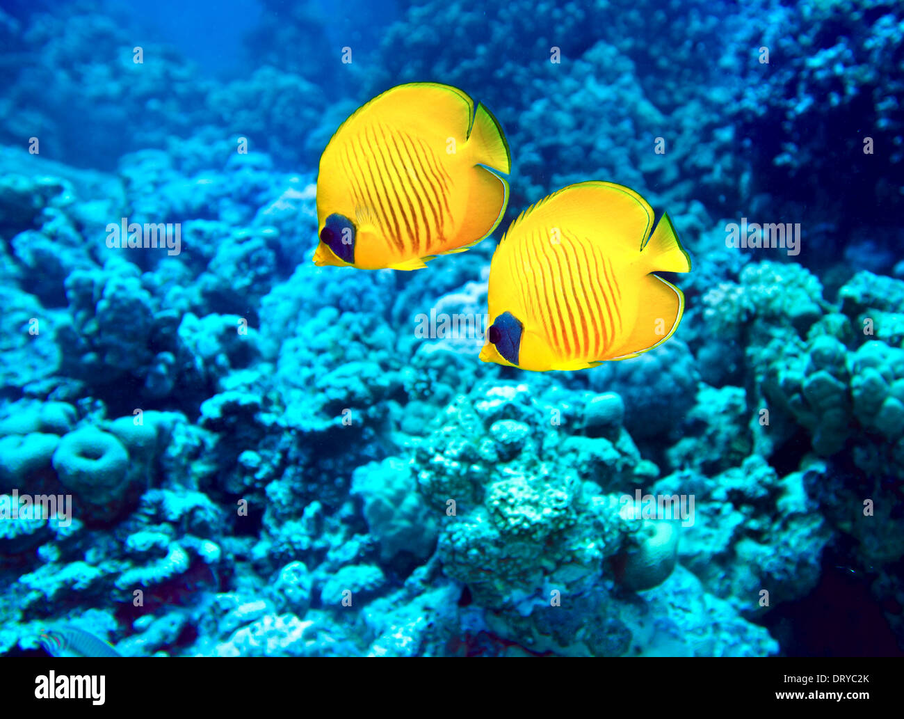 Group of coral fish water Stock Photo - Alamy