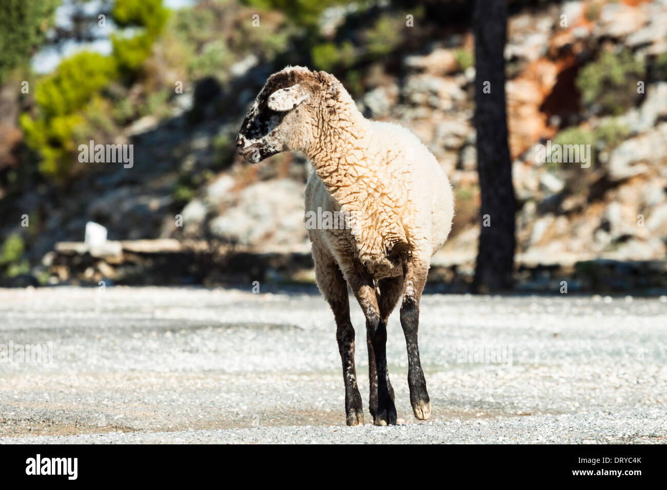 Farm animal sheep track hi-res stock photography and images - Alamy