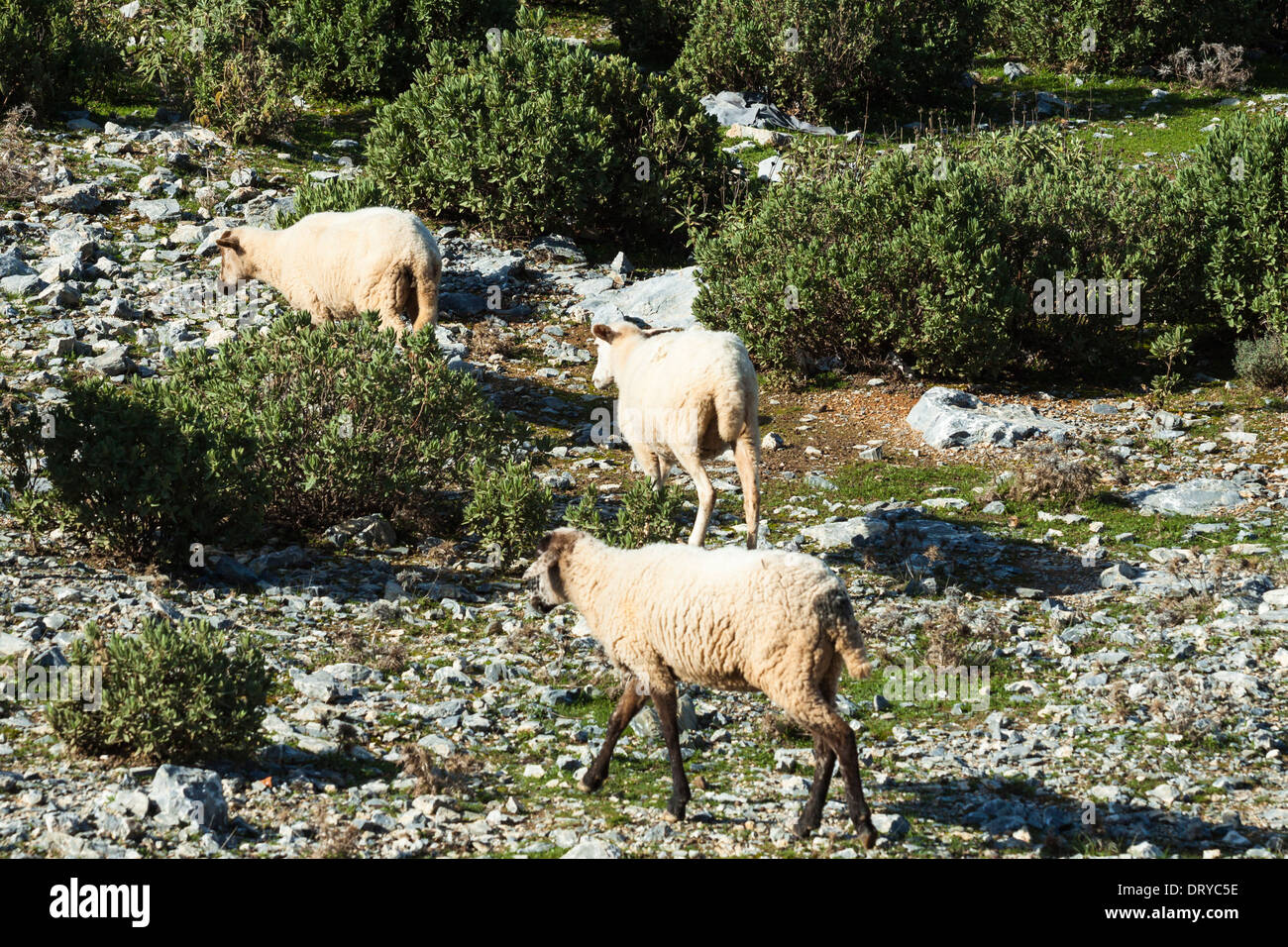 Sheep walking on rocky terrain in Andalusia, Spain Stock Photo - Alamy