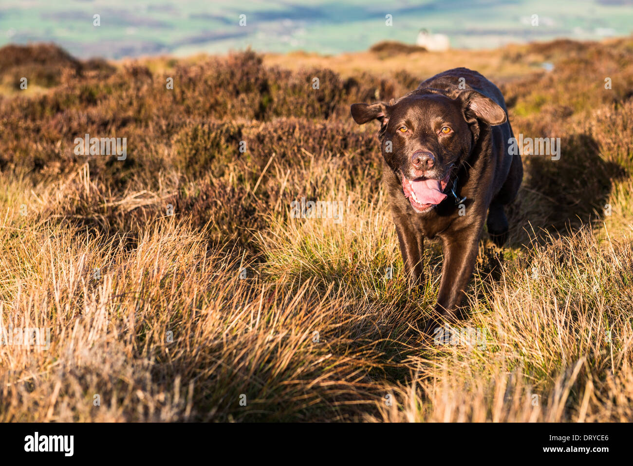 Female Chocolate Lab Running