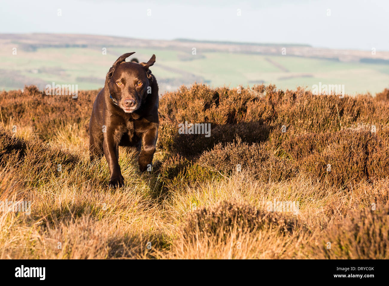 Chocolate Labrador running on the top of Ilkley Moor in Yorkshire, UK ...