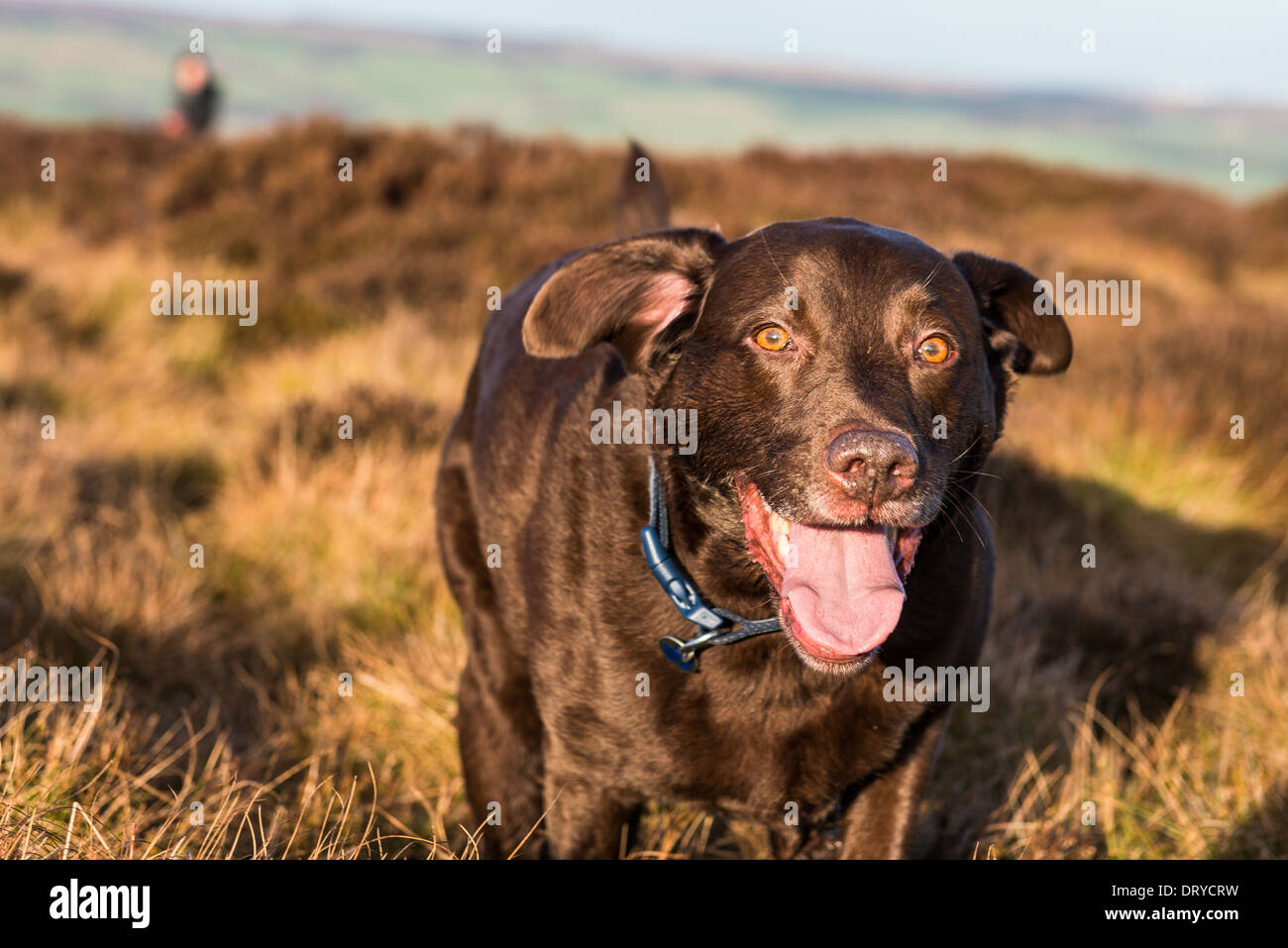 Chocolate Labrador running on the top of Ilkley Moor in Yorkshire, UK ...