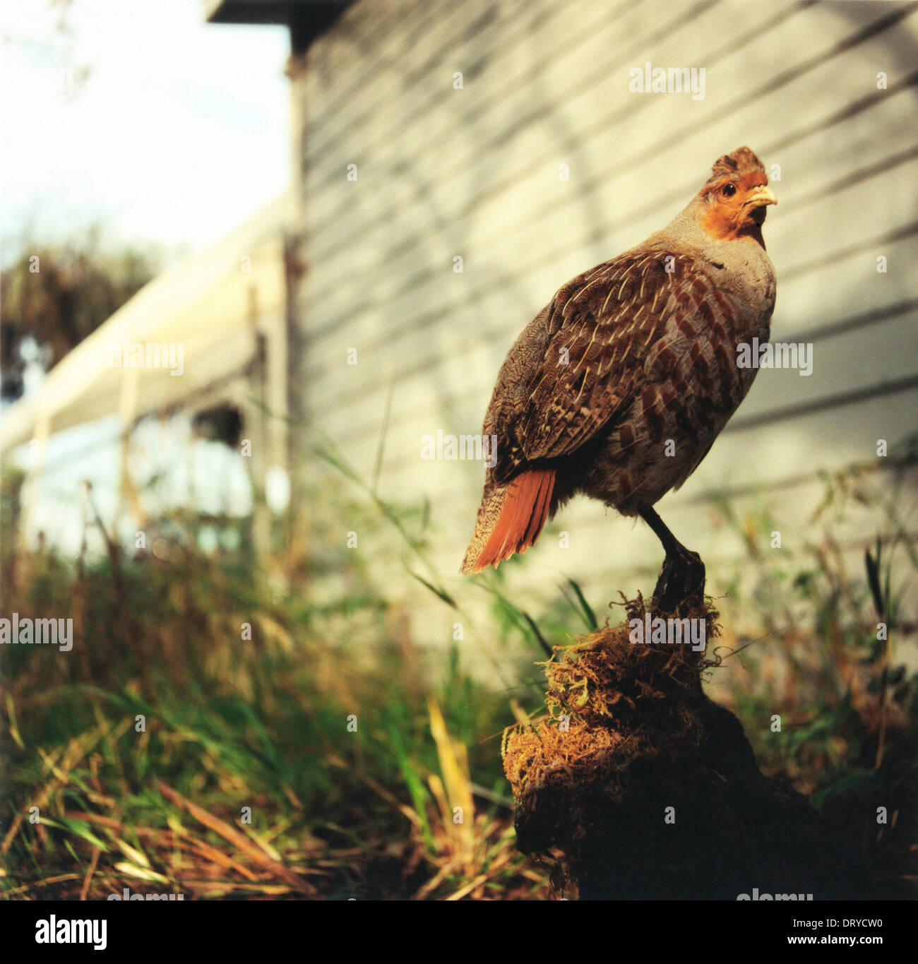 Wild hen in grass Stock Photo - Alamy