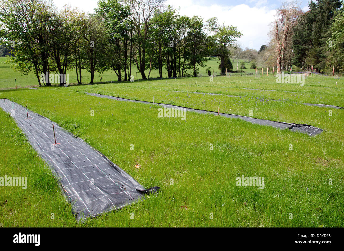 protective ground covers for apple tree saplings in an orchard Stock ...