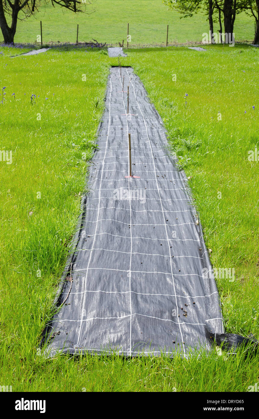 Protected apple tree in an orchard hi-res stock photography and images ...