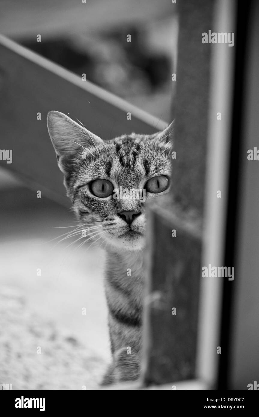 A curious cat trying to see who's behind the camera Stock Photo - Alamy