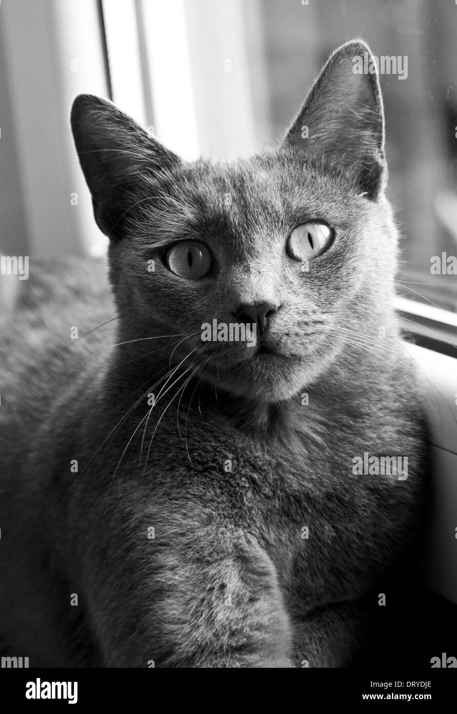 Russian blue cat's curious stare Stock Photo - Alamy