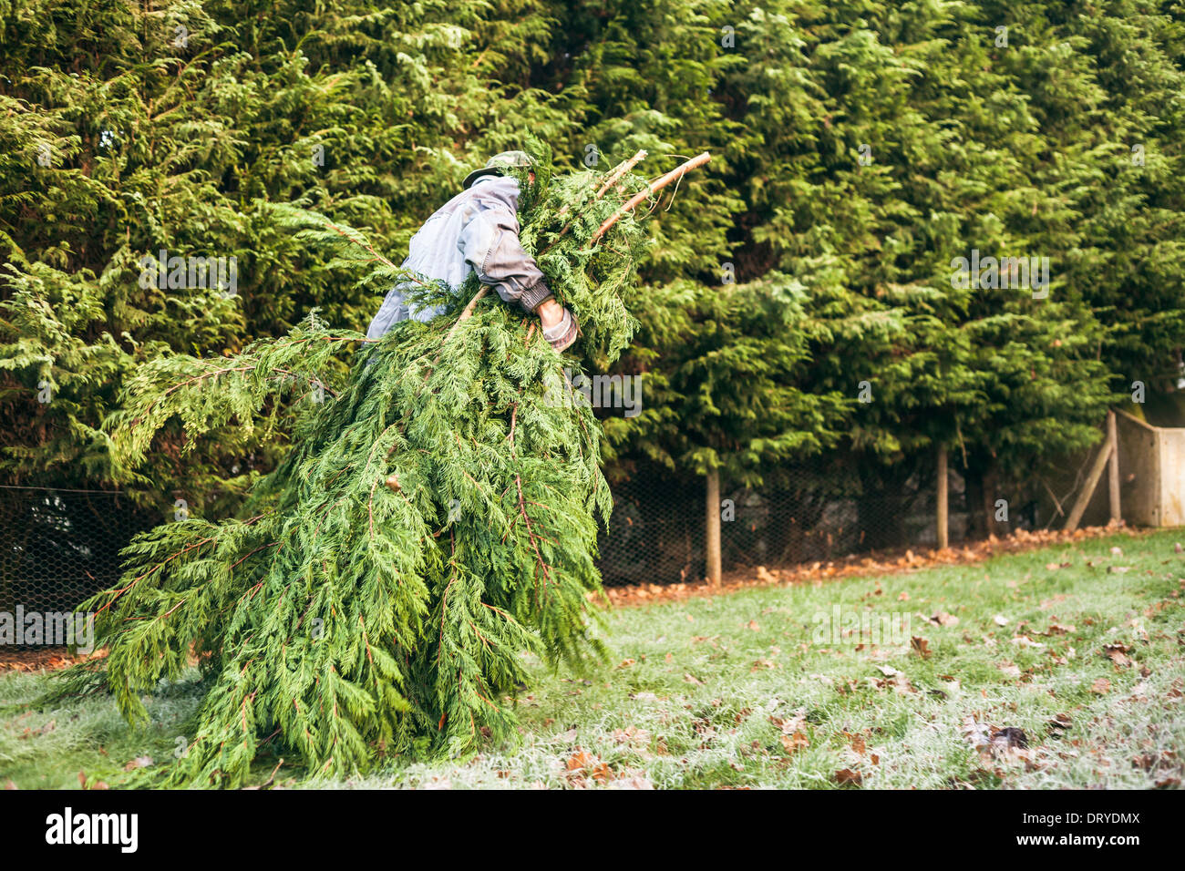 Gardener landscaping and pruning trees Stock Photo - Alamy