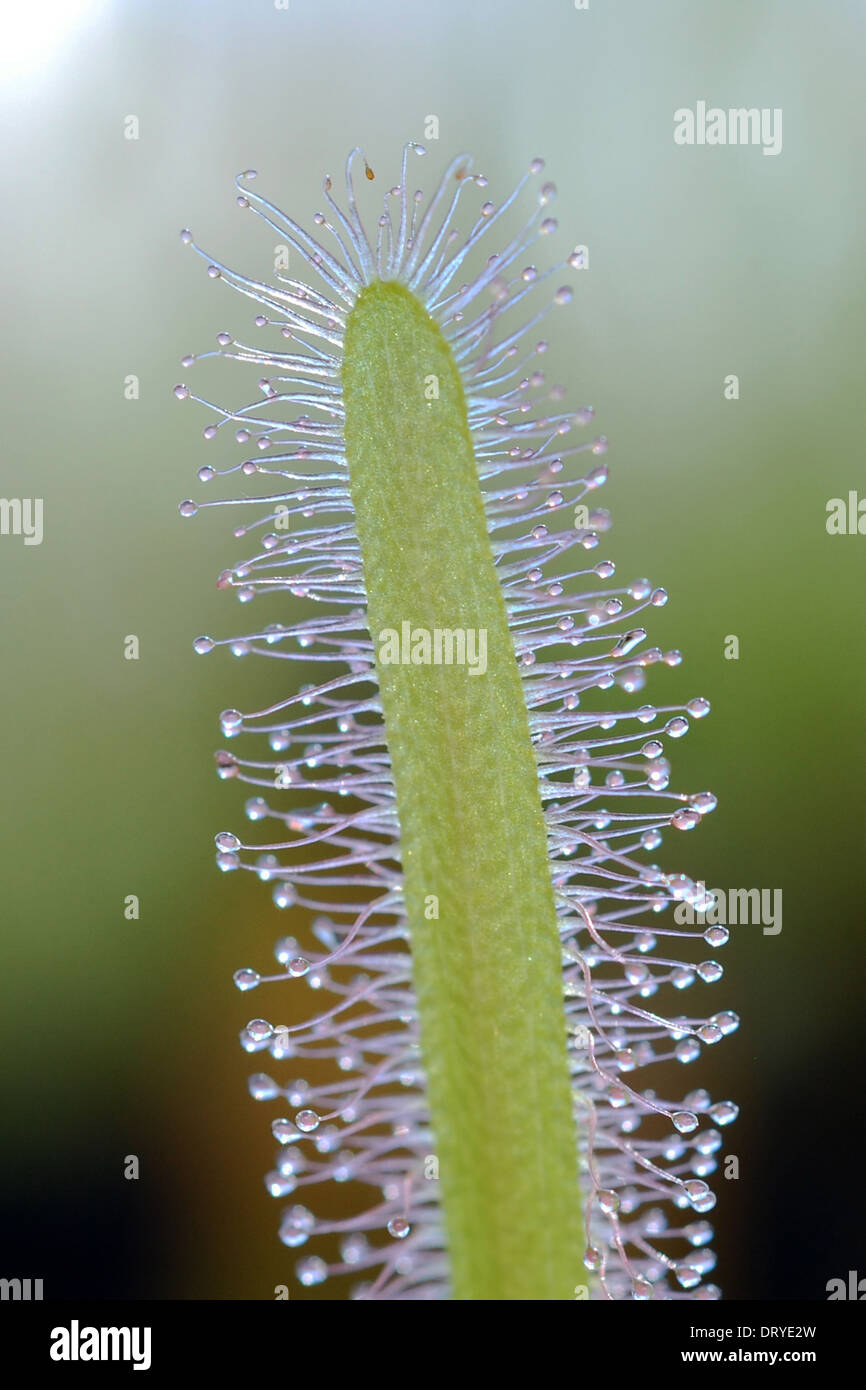 Sundew plant hi-res stock photography and images - Alamy