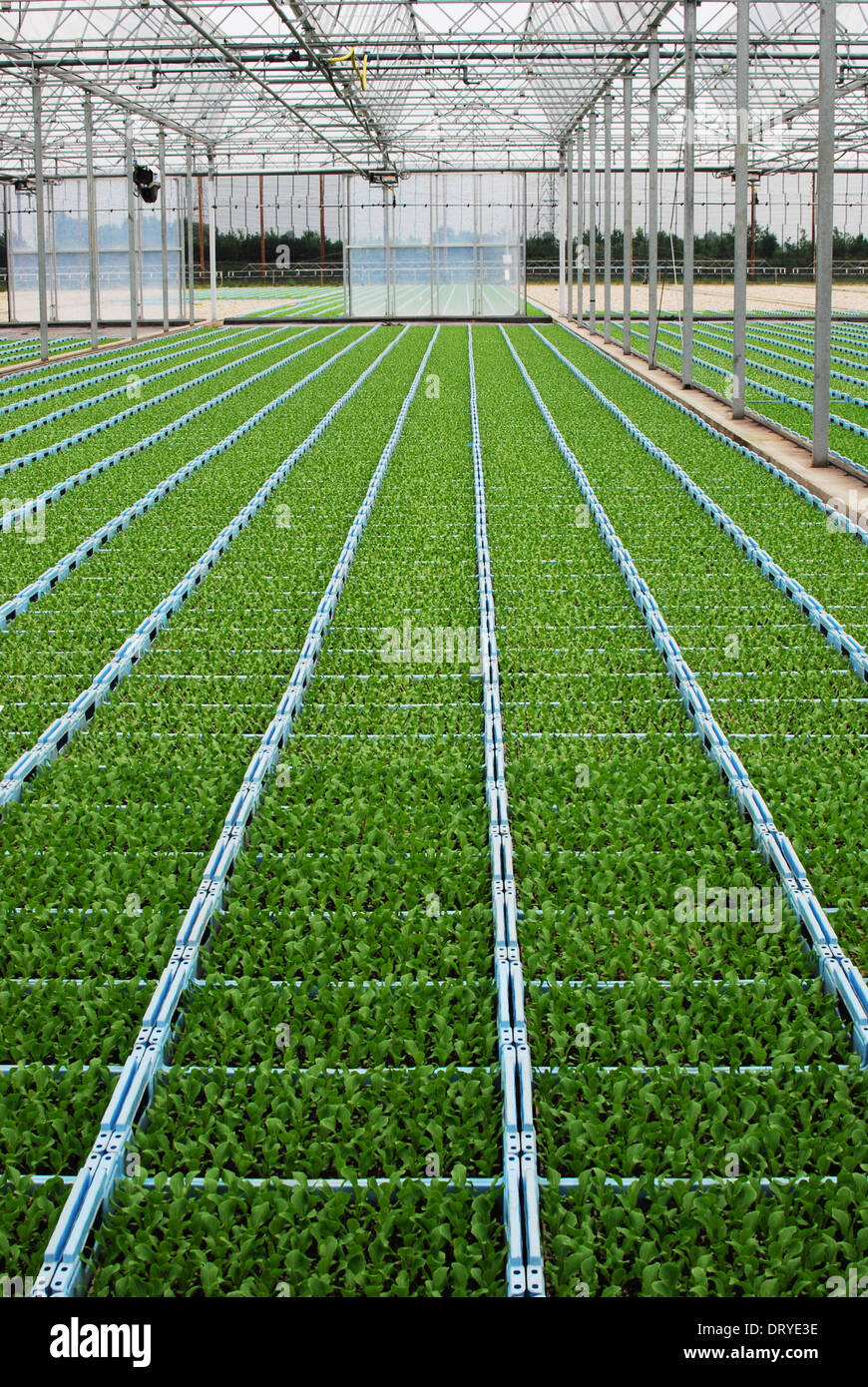 Lettuce production hi-res stock photography and images - Alamy