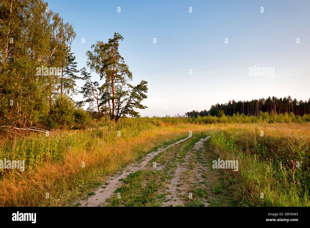Road in summer sunset field Stock Photo - Alamy