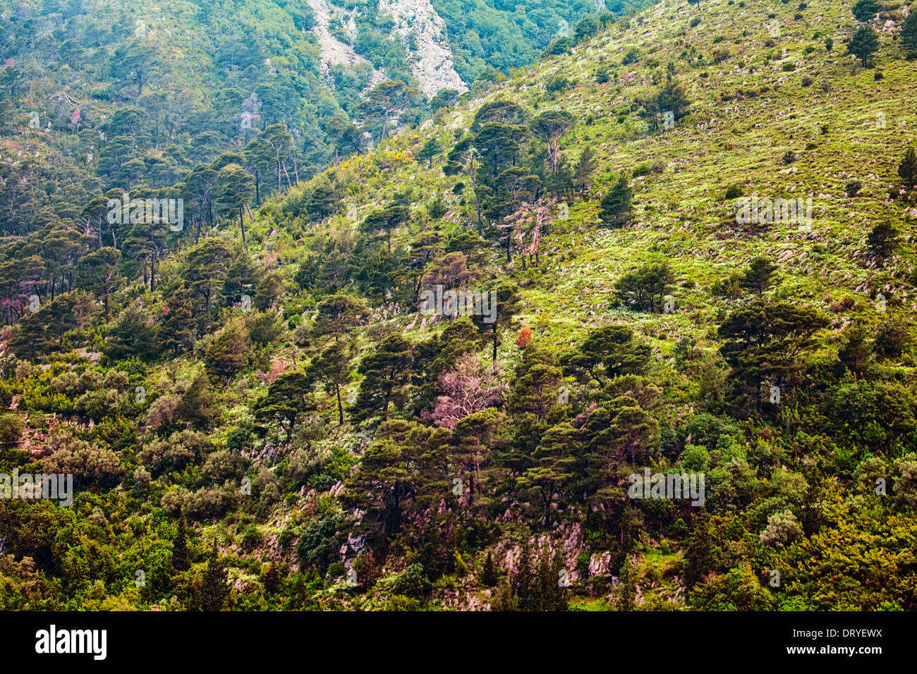 Mountain slopes with trees Stock Photo - Alamy