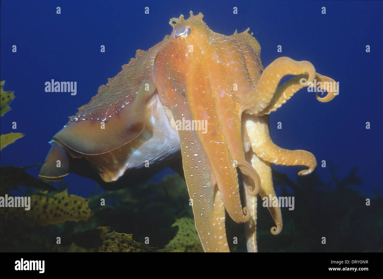 Australian giant cuttlefish hi-res stock photography and images - Alamy