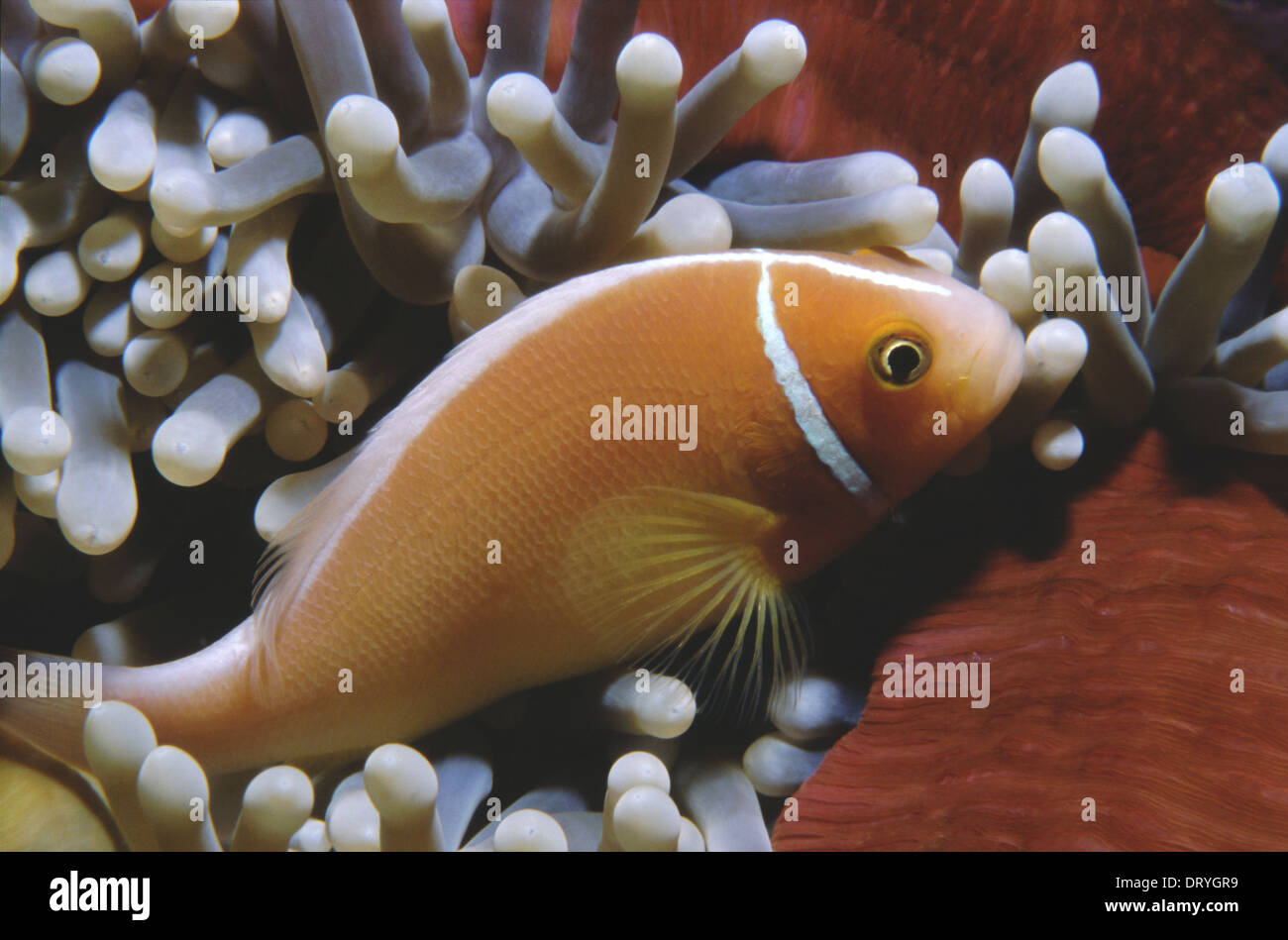 Pink Anemonefish (Amphiprion perideraion), Great Detached Reef, far ...