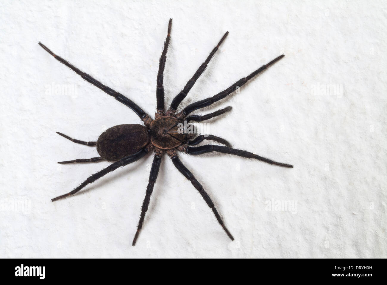 Wall spiders hi-res stock photography and images - Alamy