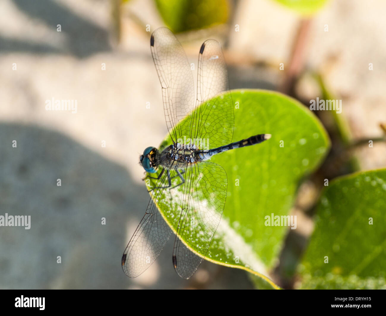 Insect of india hi-res stock photography and images - Alamy
