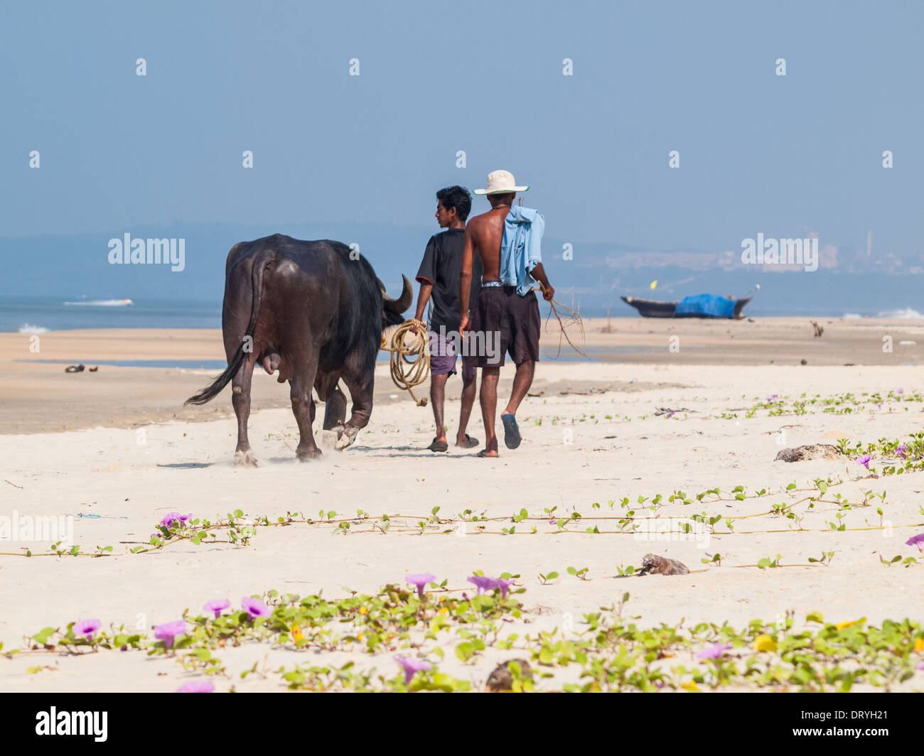 Man with buffalo hi-res stock photography and images - Alamy