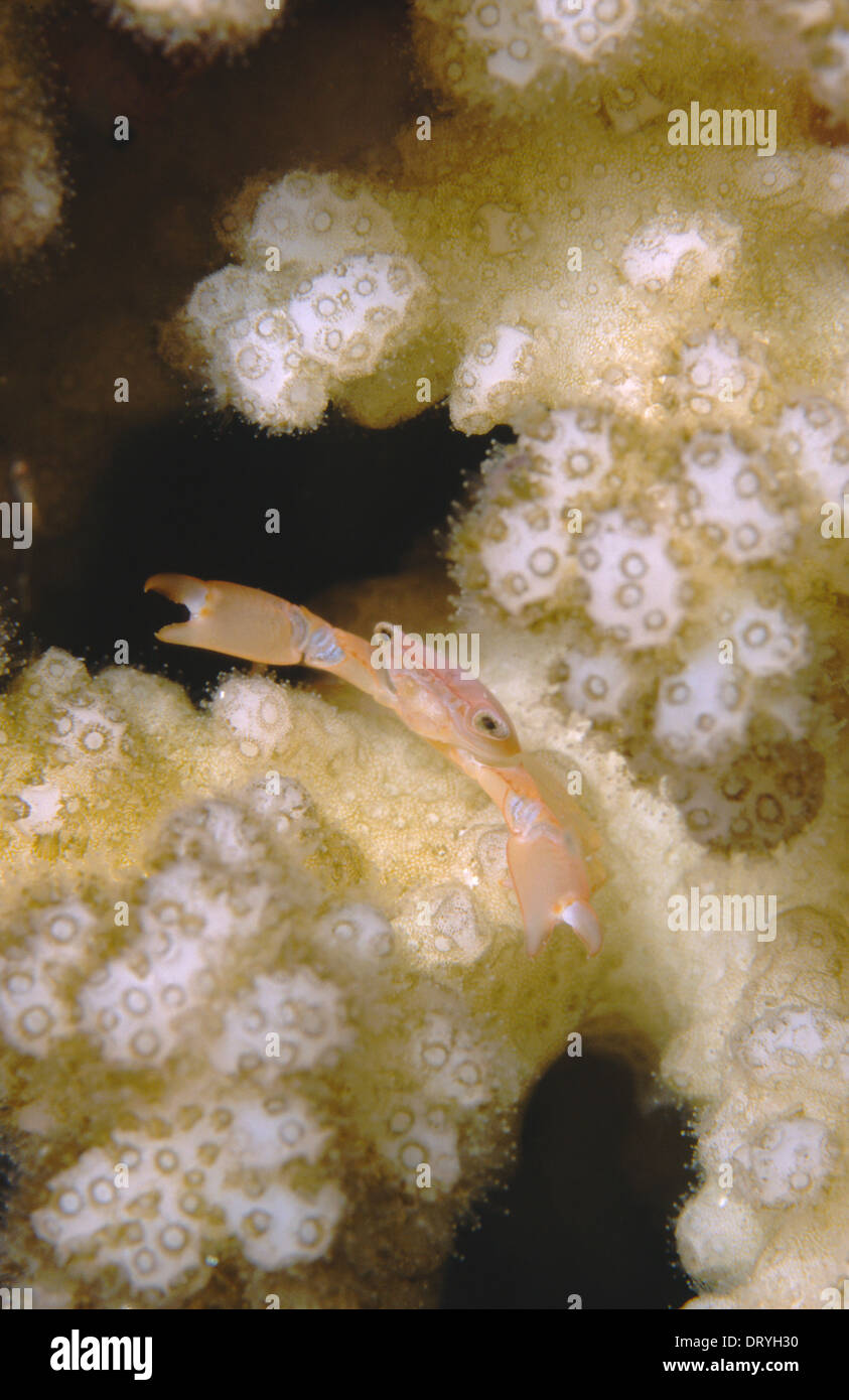 Crustacean great barrier reef hi-res stock photography and images - Alamy