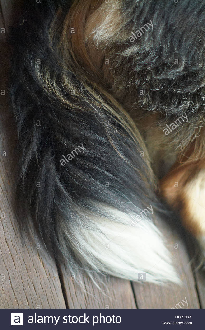 Detail Of Dog Tail Stock Photos & Detail Of Dog Tail Stock Images - Alamy