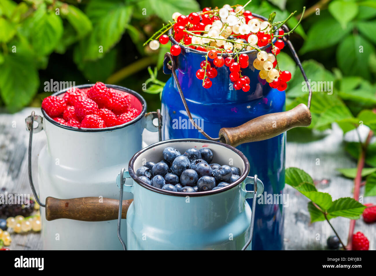 Freshly harvested wild berry fruits in summer Stock Photo - Alamy