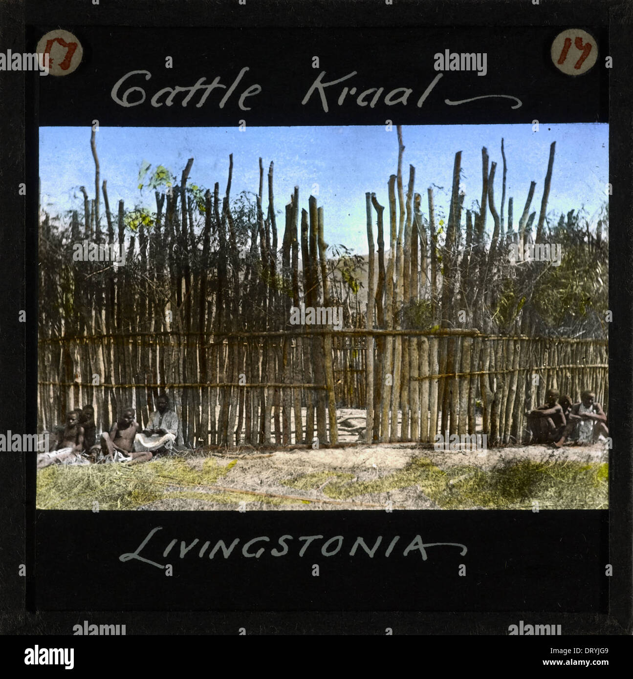 Cattle in a kraal hi-res stock photography and images - Alamy