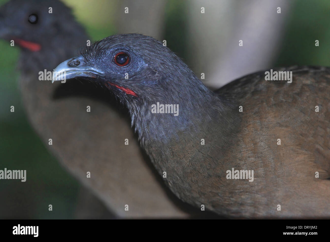 Rufous-vented Chachalaca (Ortalis ruficauda) in montane forest of ...