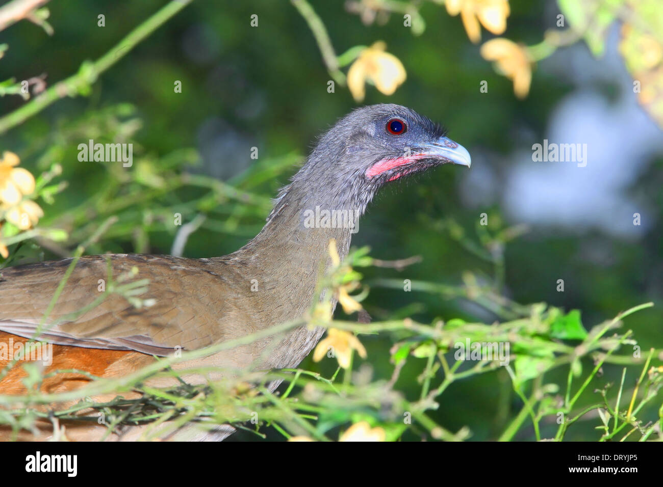 Rufous-vented Chachalaca (Ortalis ruficauda) in montane forest of ...