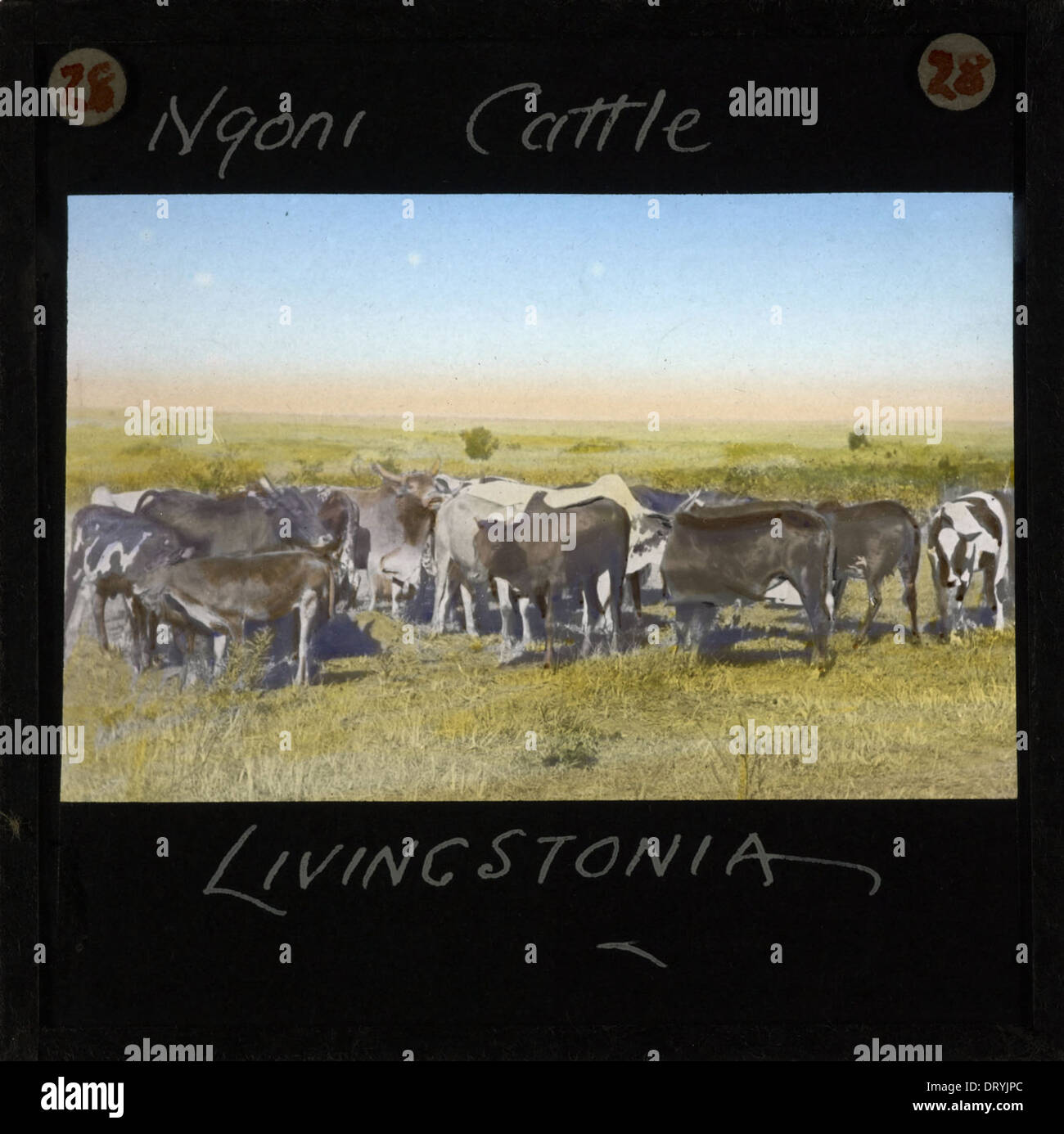 A photograph of Ngoni cattle in Livingstonia, Malawi, taken around 1895 ...