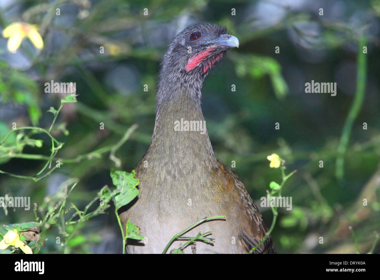 Rufous-vented Chachalaca (Ortalis ruficauda) in montane forest of ...