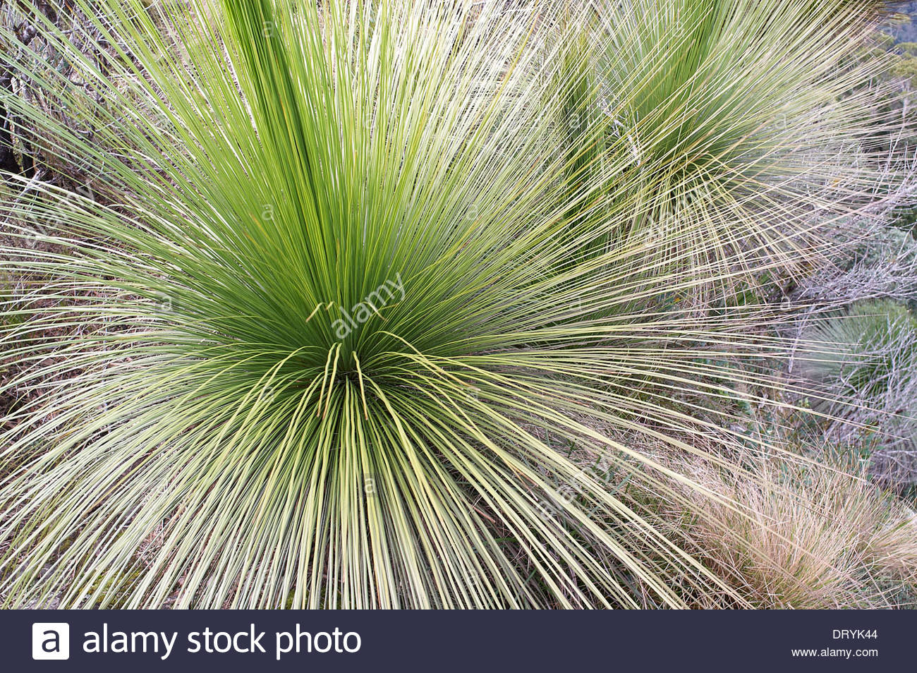 Spindly Plant Stock Photos & Spindly Plant Stock Images - Alamy