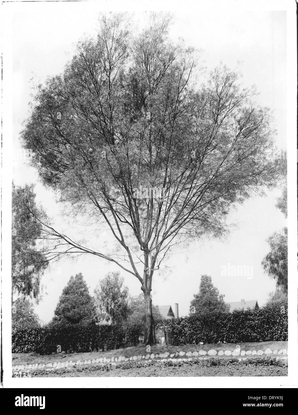 Old acacia tree Black and White Stock Photos & Images - Alamy