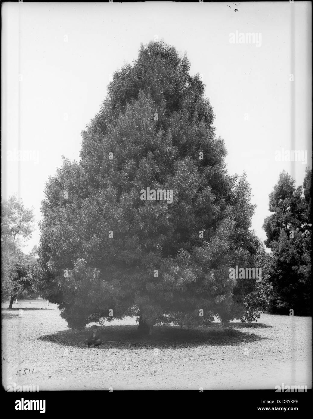 This photograph features an acacia tree (Acacia melanoxylon) taken ...