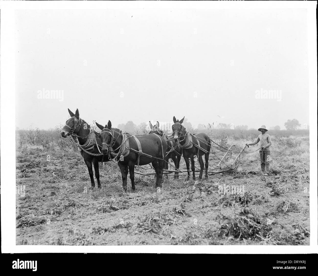1900 Harvesting High Resolution Stock Photography and Images - Alamy