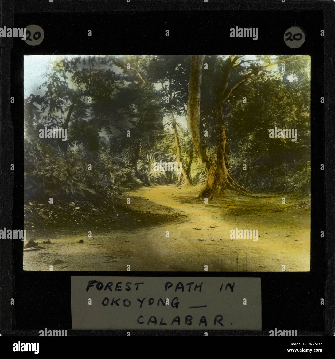 A photograph of a forest path in Okoyong, Calabar, taken in the late ...