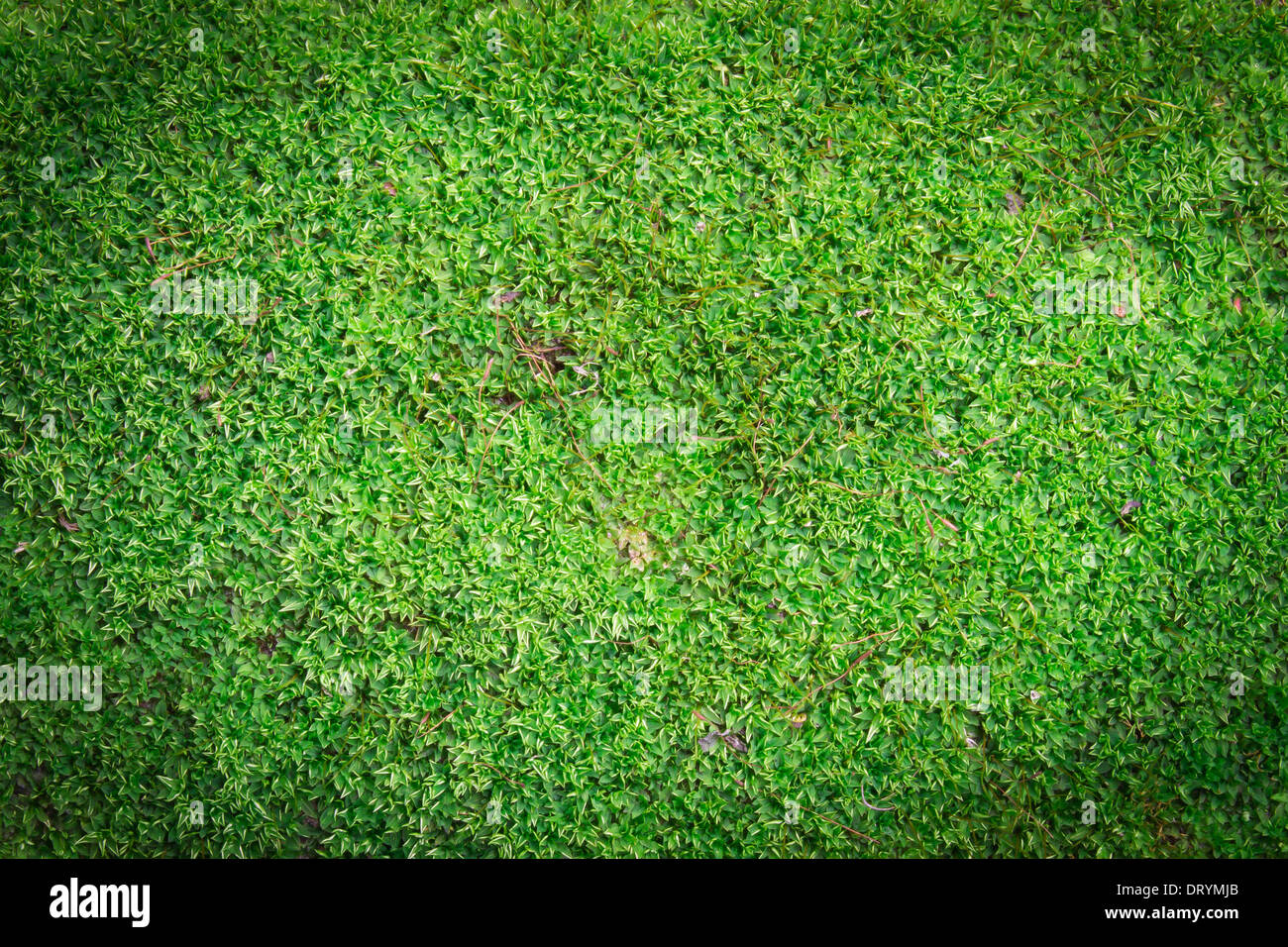 Green moss or algae background on dark corner and soft light Stock ...