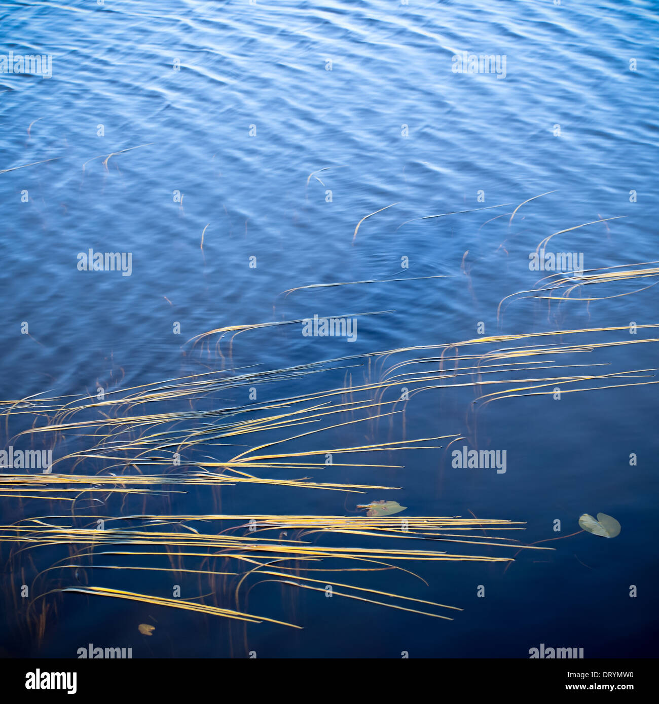 autumn Lake and aquatic grass Stock Photo - Alamy