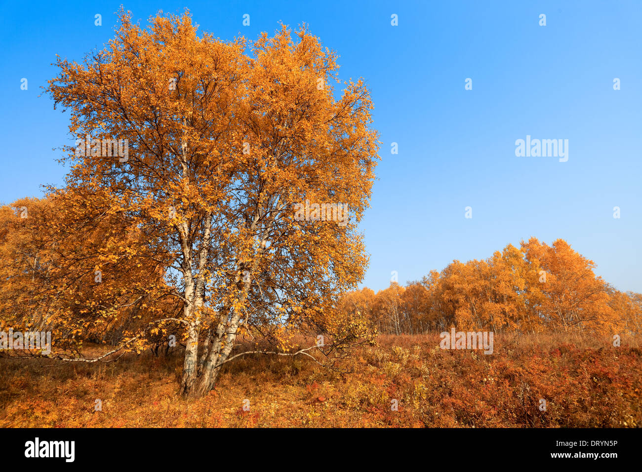 autumn birch forest Stock Photo - Alamy