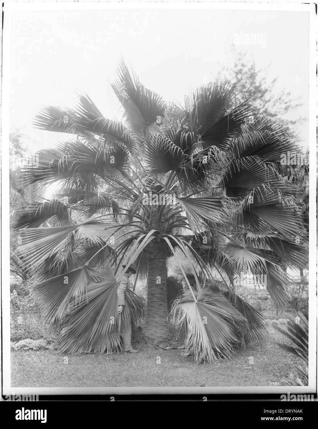 A man is photographed standing among the large drooping fronds of a ...